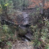 Torreya Challenge, Florida - 214 Reviews, Map | AllTrails
