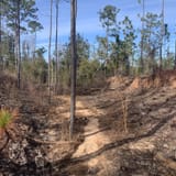 Torreya Challenge, Florida - 214 Reviews, Map | AllTrails