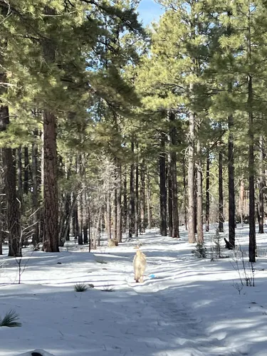 Best Hikes and Trails in Pinetop-Lakeside | AllTrails