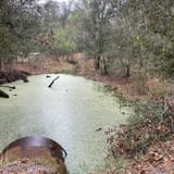 Gator Creek Reserve Trail, Florida - 465 Reviews, Map | AllTrails