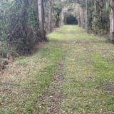 Gator Creek Reserve Trail, Florida - 465 Reviews, Map | AllTrails