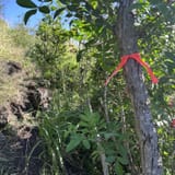 Lanihuli via Kapalama Trail, Oahu, Hawaii - 236 Reviews, Map | AllTrails