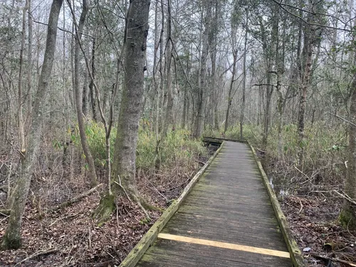 Best Wheelchair Friendly Trails in Dismal Swamp State Park | AllTrails