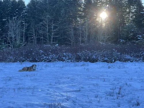 Best Hikes and Trails in Lazo Marsh-North East Comox Wildlife ...