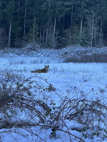 Best Hikes and Trails in Lazo Marsh-North East Comox Wildlife ...
