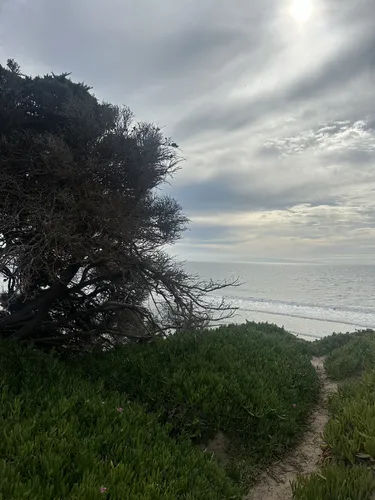 Best Hikes and Trails in Goleta Beach County Park | AllTrails