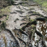 Econlockhatchee River Trail, Florida - 445 Reviews, Map | AllTrails