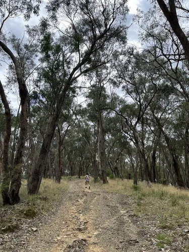 Best Hikes and Trails in One Tree Hill Reserve | AllTrails