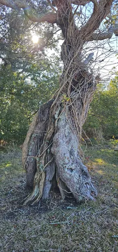 Best Hikes and Trails in False Cape State Park | AllTrails