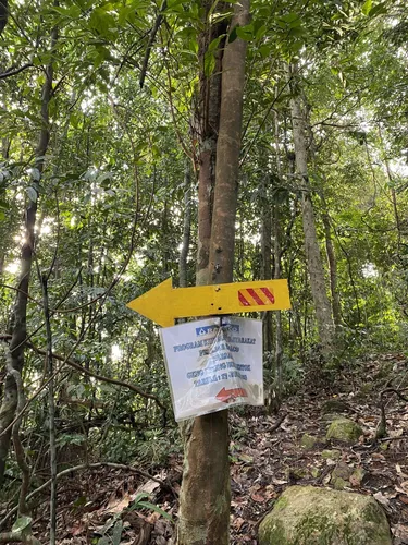 Best Forest Trails in Balok | AllTrails