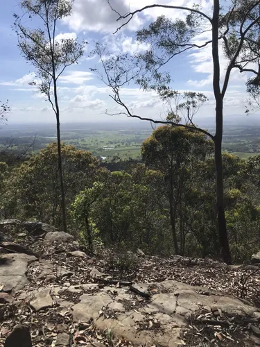 Best Hikes and Trails in Pokolbin State Forest | AllTrails