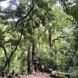 Judd Trail, Oahu, Hawaii - 2,458 Reviews, Map | AllTrails