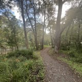 Warburton River Walk, Victoria, Australia - 209 Reviews, Map | AllTrails