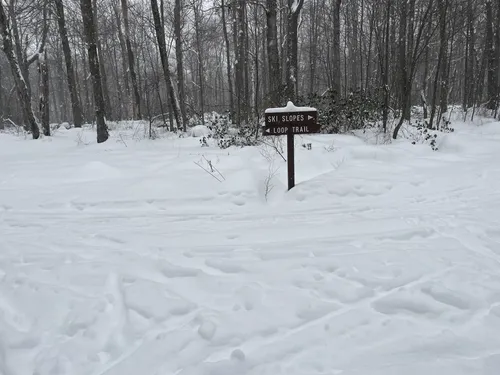 Best Walking Trails in Forbes State Forest | AllTrails