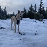 Wesley Ridge, British Columbia, Canada - 716 Reviews, Map | AllTrails