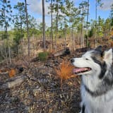 Torreya Trail, Florida - 438 Reviews, Map | AllTrails