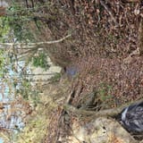 Torreya Trail, Florida - 438 Reviews, Map | AllTrails