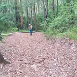 Keperra Bushland Double Loop, Queensland, Australia - 73 Reviews, Map ...