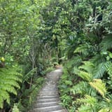 Cossey Massey Loop Track, Auckland, New Zealand - 681 Reviews, Map ...