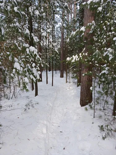 Best Easy Trails in Larose Forest | AllTrails