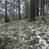 Washington Park Loop, Oregon - 1,519 Reviews, Map | AllTrails