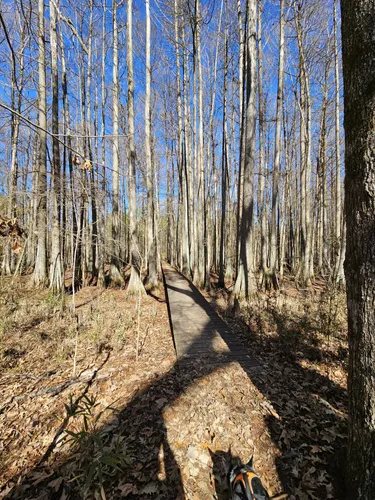 Best Hikes and Trails in Chicot State Park | AllTrails