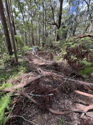 Best Hikes and Trails in Wongawallan | AllTrails