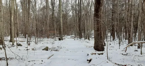 Best Forest Trails in James L Goodwin State Forest | AllTrails