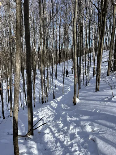 Best Kid Friendly Trails in Copeland Forest | AllTrails