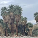 Pushawalla Palms Loop, California - 1,089 Reviews, Map | AllTrails