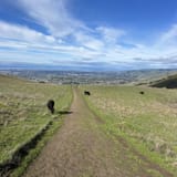 Mission Peak Loop from Stanford Avenue Staging Area, California - 7,898 ...