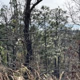 Torreya Trail, Florida - 438 Reviews, Map | AllTrails