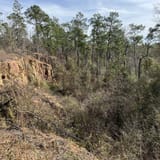 Torreya Trail, Florida - 438 Reviews, Map | AllTrails