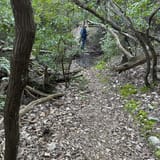 (Doug Ghee) Bald Rock Boardwalk, Alabama - 486 Reviews, Map | AllTrails