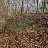 Turtle Back Rock Interpretive Trail, New Jersey - 127 Reviews, Map ...