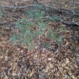 Turtle Back Rock Interpretive Trail, New Jersey - 152 Reviews, Map ...