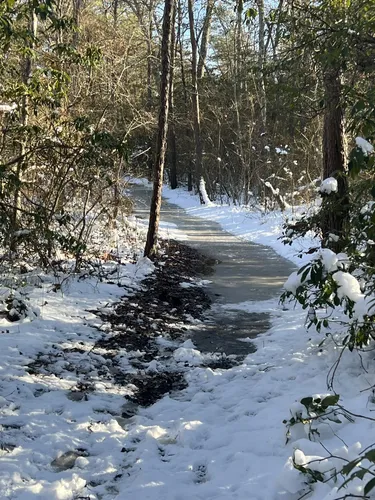 Best Hikes and Trails in Belleplain State Forest | AllTrails