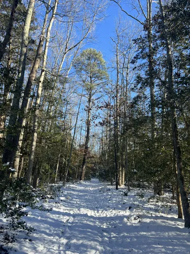 Best Hikes and Trails in Belleplain State Forest | AllTrails