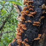 Goodspeed-Nattkemper Trail to Mount Hood Peak and Gunsight Lookout ...