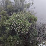 Goodspeed-Nattkemper Trail to Mount Hood Peak and Gunsight Lookout ...