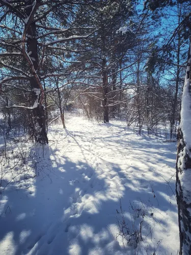 Best Hikes and Trails in Koeneman Lake Nature Preserve | AllTrails