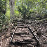 Makiki Valley Loop Trail, Oahu, Hawaii - 5,485 Reviews, Map | AllTrails