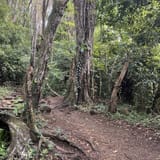 Makiki Valley Loop Trail, Oahu, Hawaii - 5,485 Reviews, Map | AllTrails