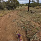 Ice Cave via Blue Ridge Cave Trail No. 608, Arizona - 525 Reviews, Map ...
