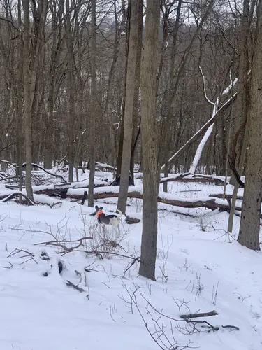 Best Hikes and Trails in Braddocks Trail Park | AllTrails