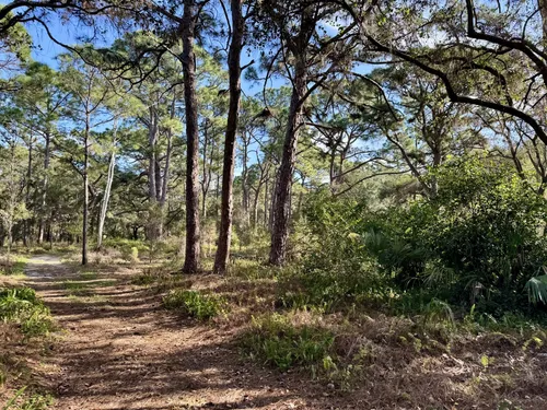Best Hikes and Trails in Miramar Pineland Natural Area | AllTrails