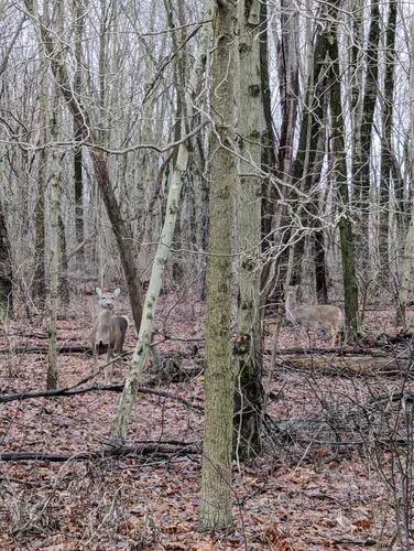 Best Hikes and Trails in Forest Lake Wildlife Preserve | AllTrails