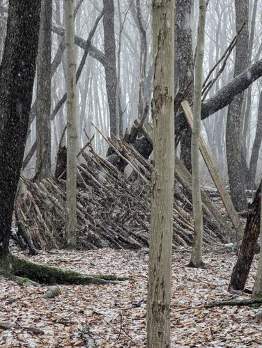 Best Hikes and Trails in Forest Lake Wildlife Preserve | AllTrails