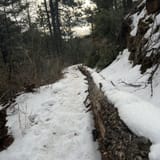 Columbine Trail, Colorado - 1,896 Reviews, Map | AllTrails