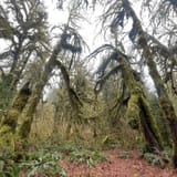 Hall of Mosses Trail, Washington - 5,234 Reviews, Map | AllTrails